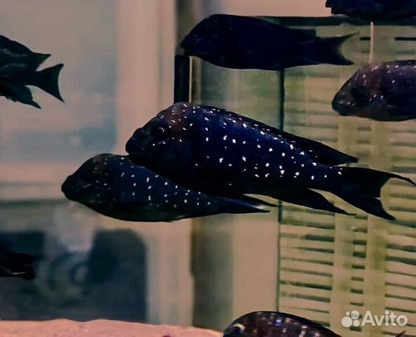 Петрохромис тревавас