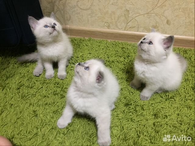 Очаровательные шотландские котята