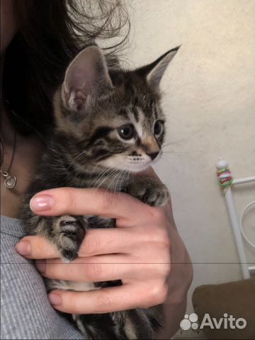 Котенок(девочка) курильский бобтейл