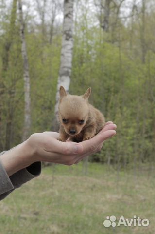 Чихуахуа. Хорошие мальчишки