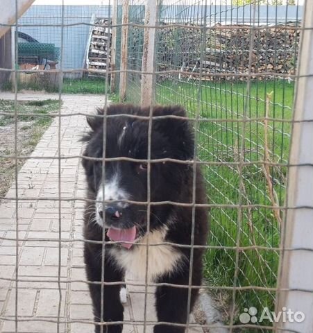 Щенок сао (Алабай)