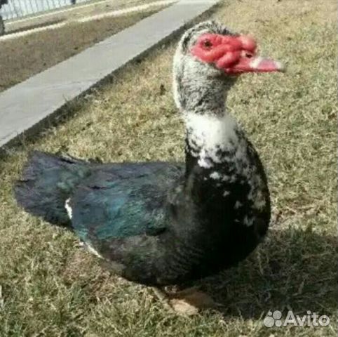 Селезни индоутки