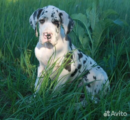 Щенки немецкого дога, 3 мес