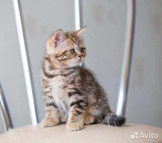 Британские котята на продажу