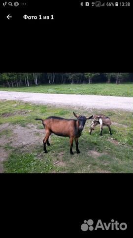 Чешский козлик