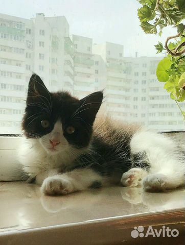 Котёнок, кошка