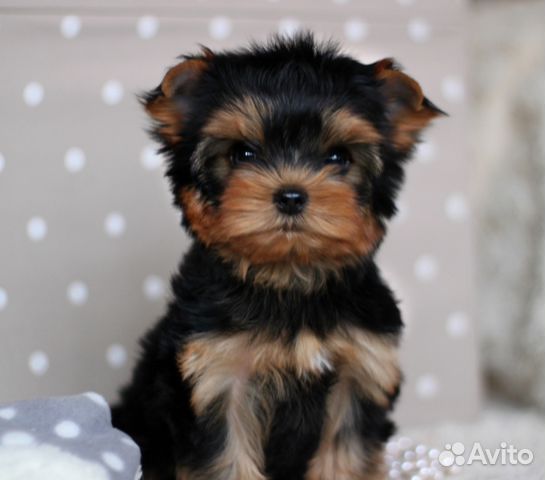 Породистый щенок йоркширского терьера - мальчик