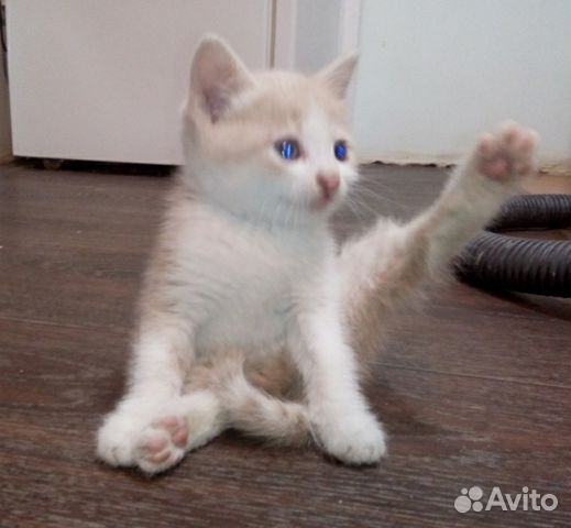 Помесных британских котята в дар