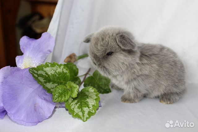 Карликовый кролик