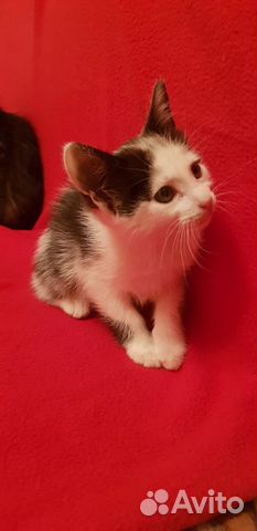Котёнок Нюша 2 мес в добрые руки