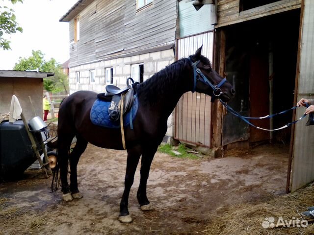 Кобыла кросс феллпони