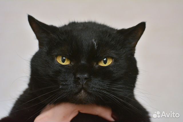 Масик ищет дом