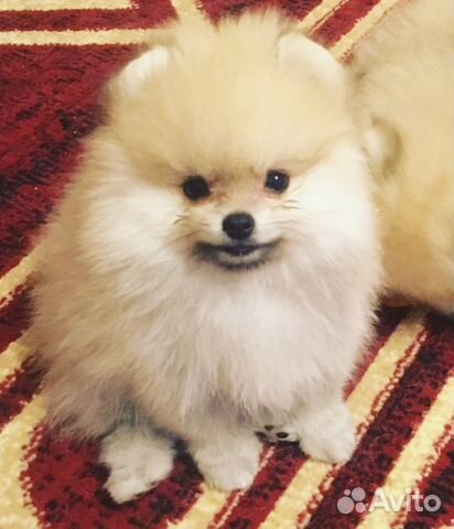 Кремовая красотка