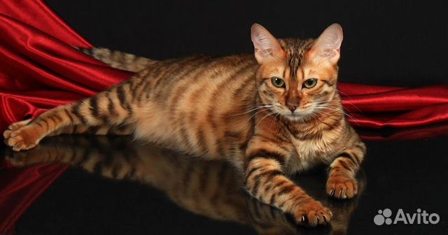 Тойгер девочка