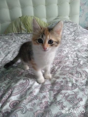 Котята в добрые ручки