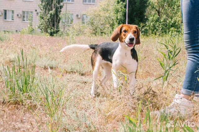 Эстонская гончая щенок в добрые руки