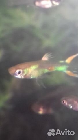 Гуппи эндлера