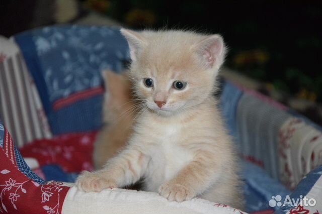 Котик Джентельмен
