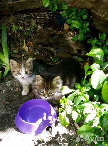 Котики пушистые бесплатно