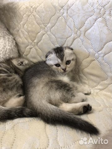 Шотландские вислоухие котята