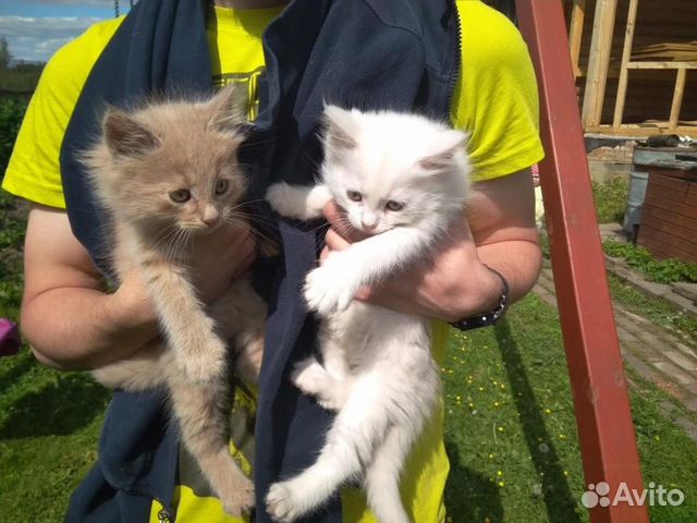 Отдам бесплатно котят в хорошие руки