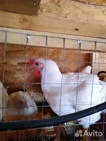 Бролер под заказ