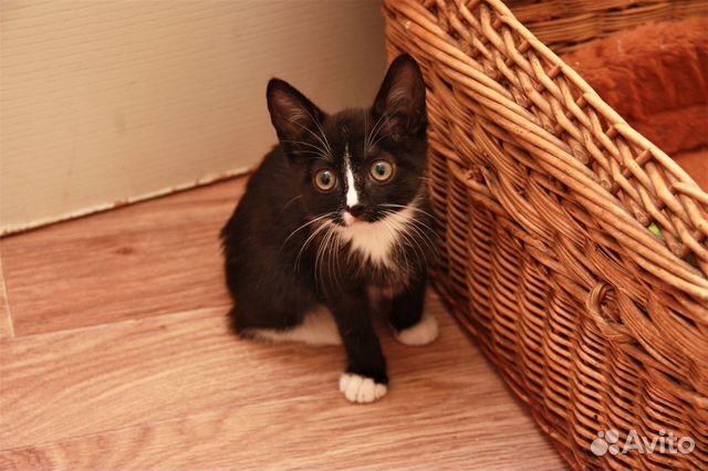 Сладкий ушастый веселый мальчишка