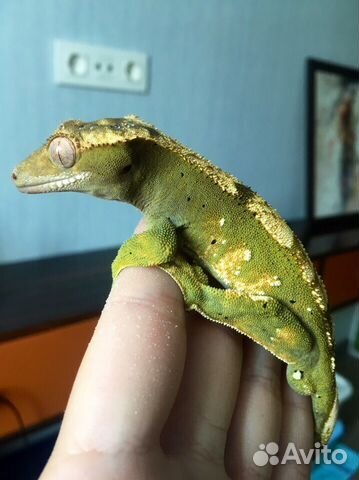 Бананоеды пара половозрелая