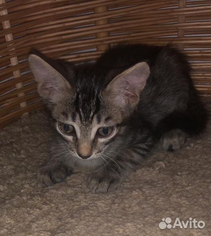 Котятам тигрулям нужен дом