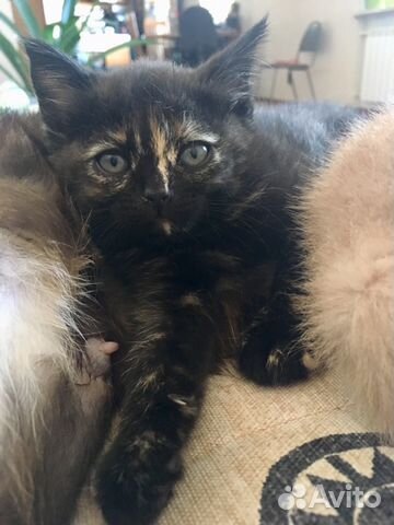Котёнок девочка
