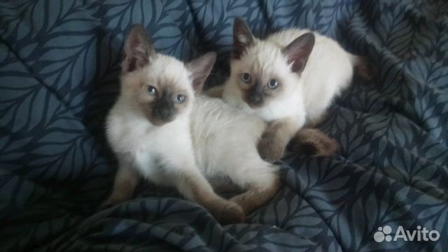 Котенок Меконгский бобтейл