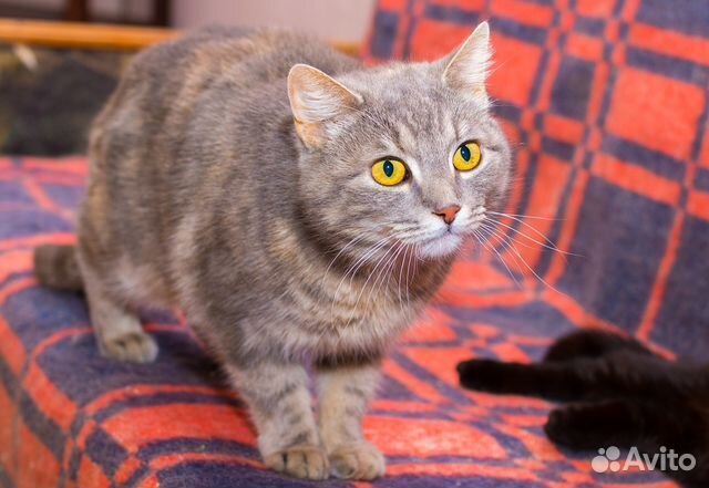 Кошечку подбросили в приют, ищет дом