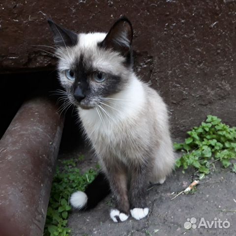 Фенотипичная сиамская кошечка ищет любящих хозяев