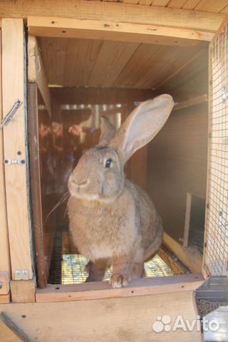 Продам крола(4м), серый великан