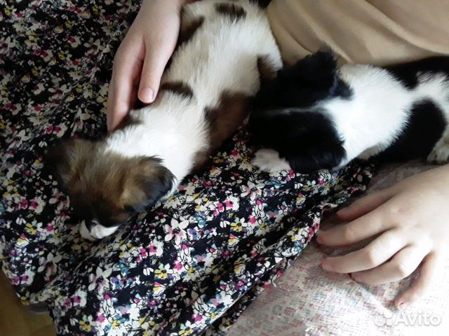 Собаченька