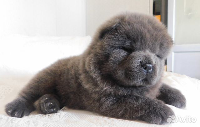 Щеночки чаушата