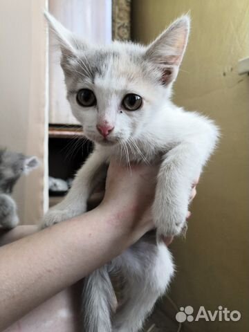 5 умных котят ищут свой дом