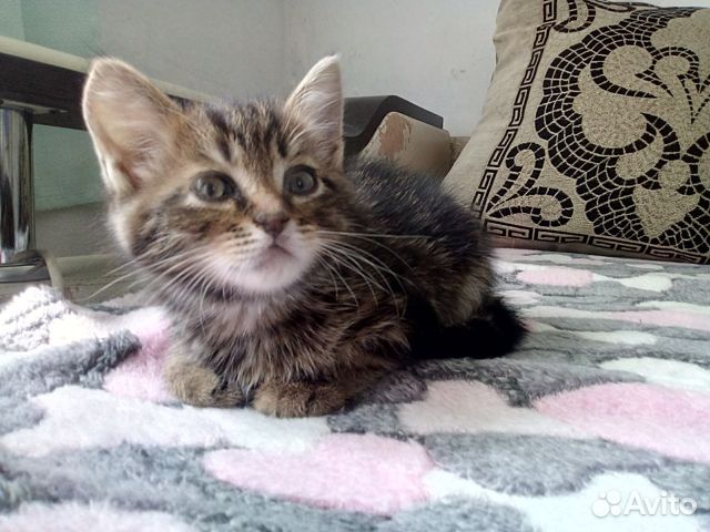 Отдаю шотландского котенка