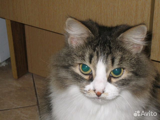 Кошечка