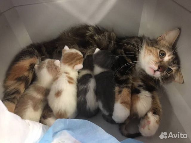 Котята в добрые руки