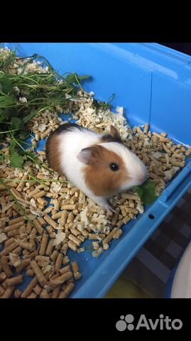 Морские свинки (девочка и мальчик)