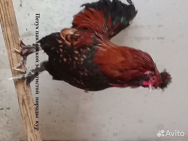 Петухи