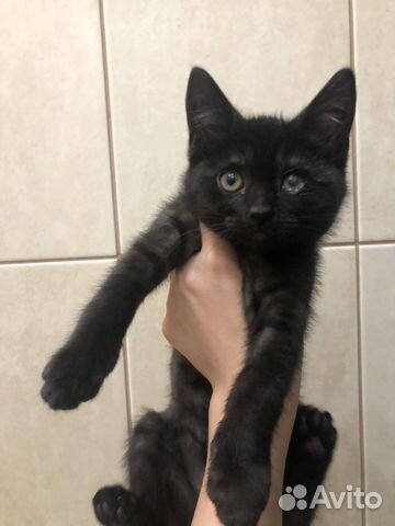 Отдам бедного котёнка помогите