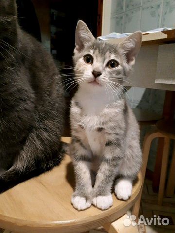 Кошка, 4 месяца (мама породы "шартрез")