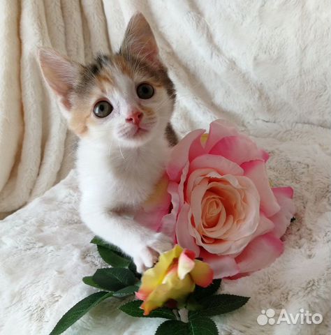 Котята в добрые руки - жутко умные и ласковые