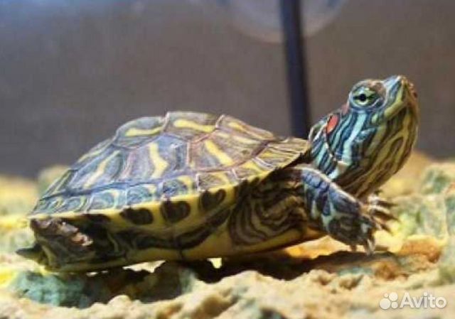 Черепахи 2 шт