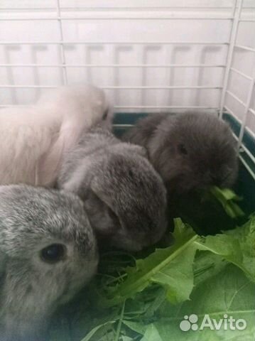 Вислоухие барашки