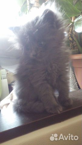 Полуперс голубой