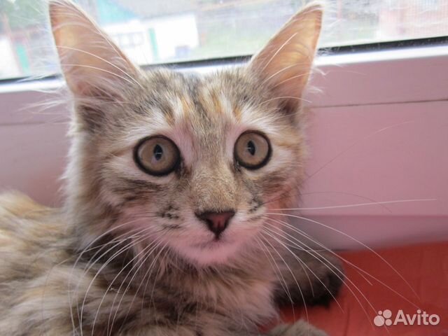 Котенок-лисичка