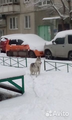 Хаски девочка